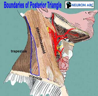 hiphoplife: Posterior Triangle of Neck
