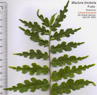 CaymANNature: Fustic Trees – Critically Endangered