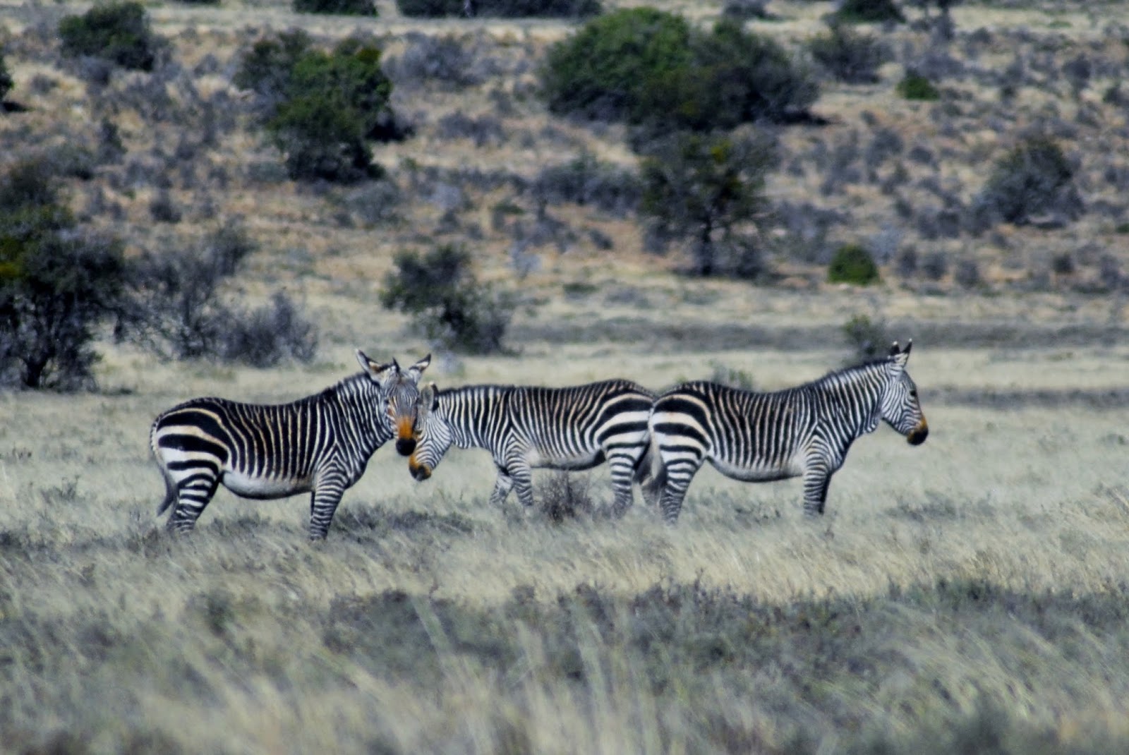 The Great Wildebeest Migration: Father's Day Game Drives: Stalking the ...