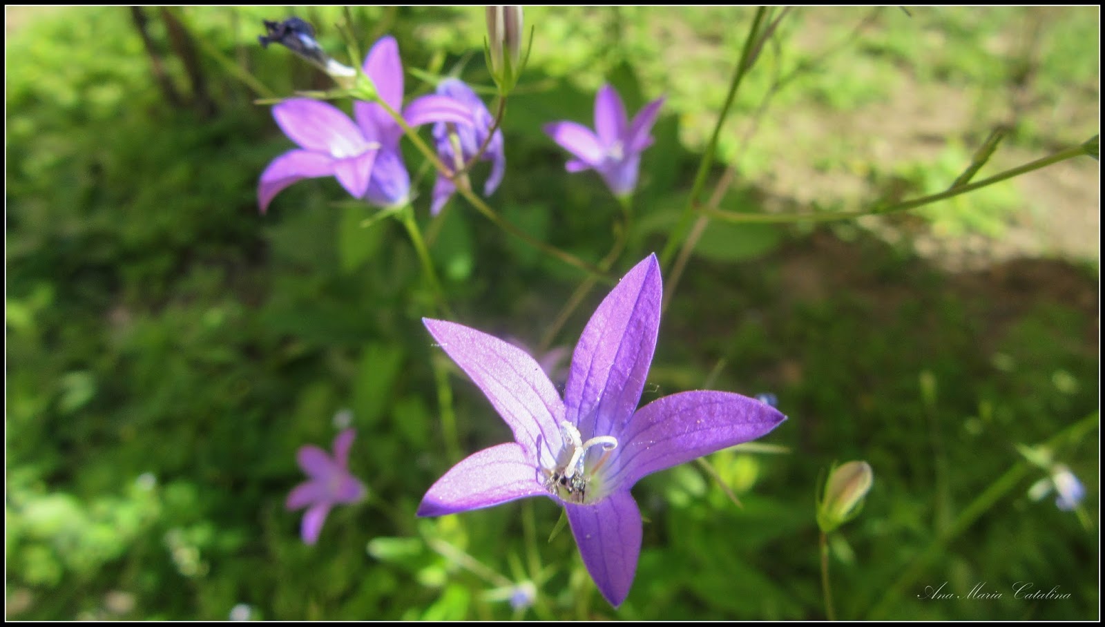 Lumea văzută din Turda: Clopoței (Campanula....)