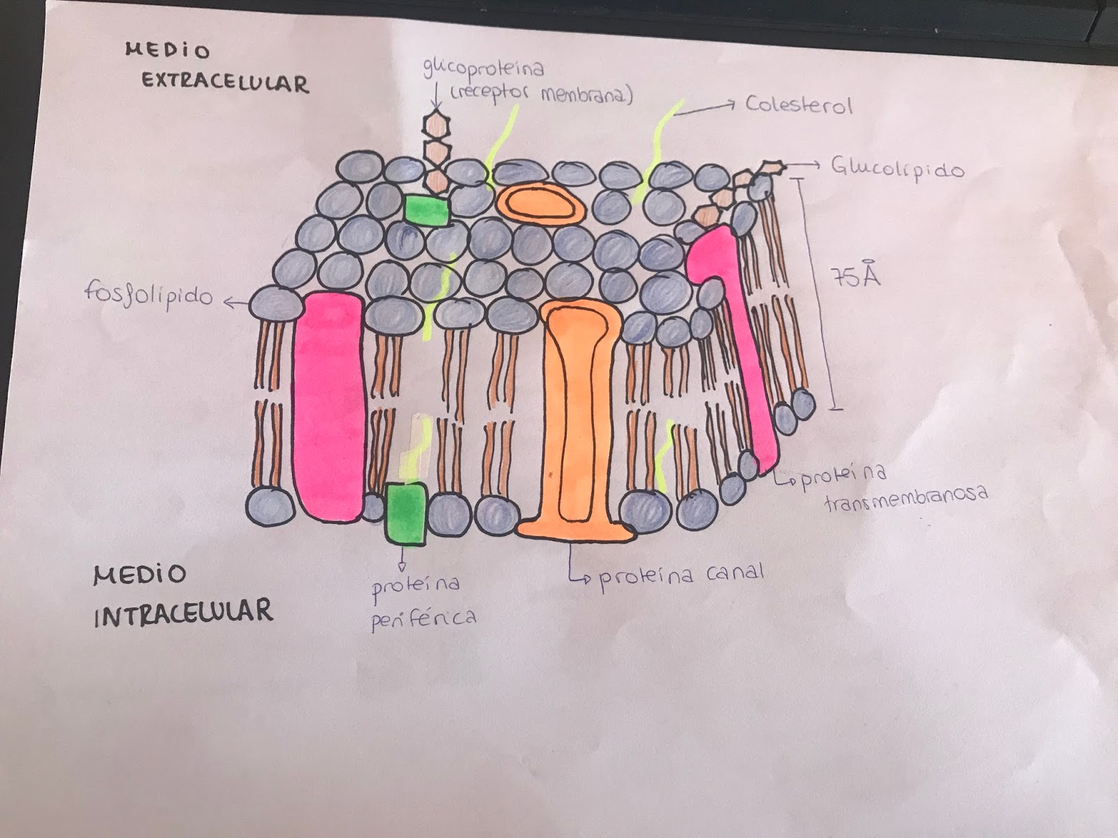 Membrana plasmática
