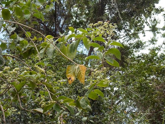 Flora de Puerto Rico Ilustrada Papo Vives: HELIOTROPIACEAE TOURNEFORTIA ...
