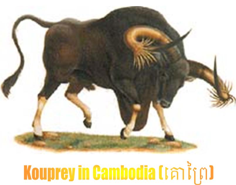 DynamicCambodia: Kouprey - គោព្រៃ, “Rarest Wild Animal in Cambodia”