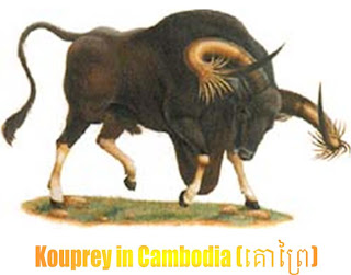 DynamicCambodia: Kouprey - គោព្រៃ, “Rarest Wild Animal in Cambodia”