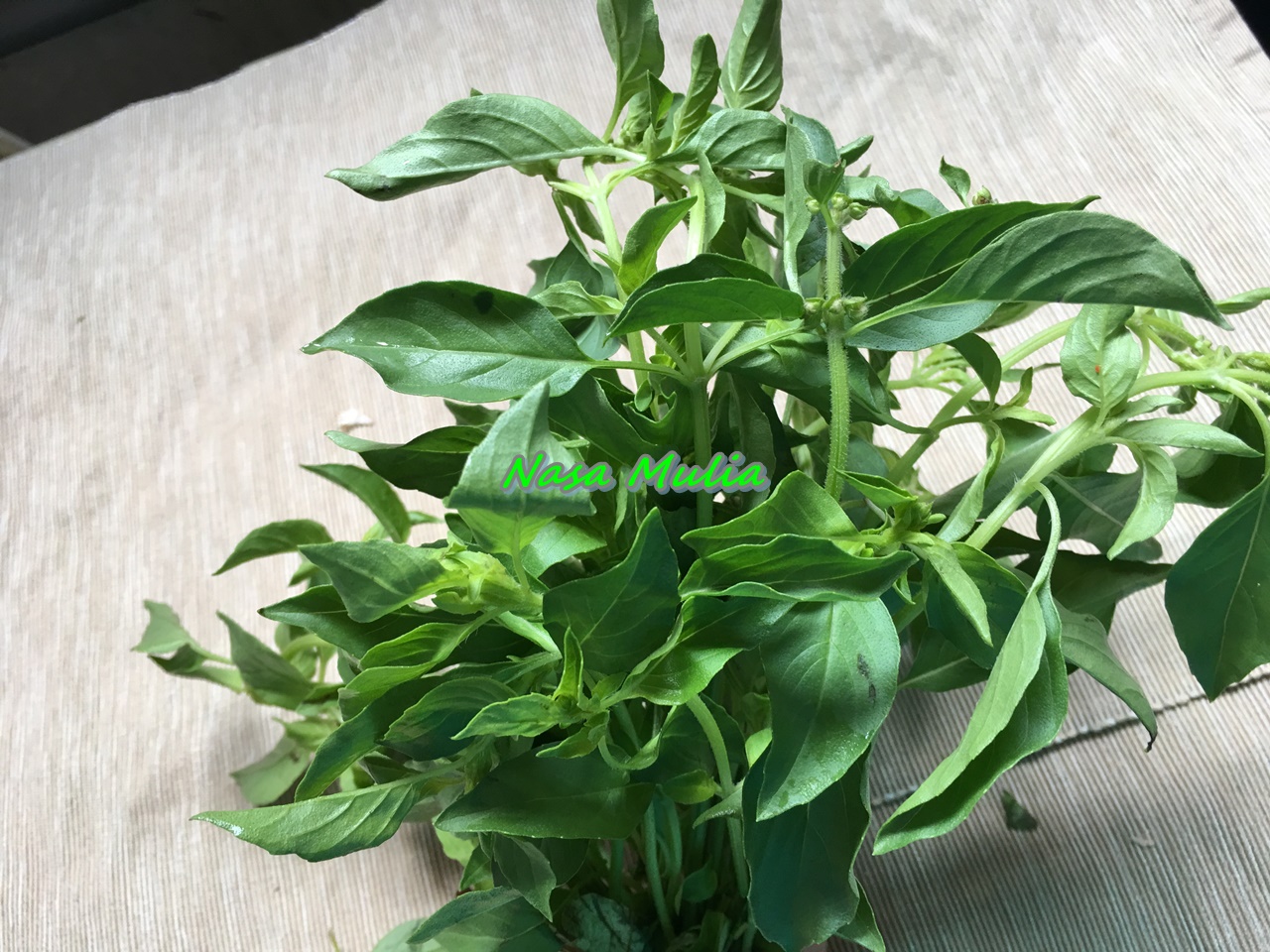 warna warni hidupku..............: Jom Kenali Pucuk-Pucuk / Herba ...