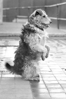 What Happened To Rags The Dog From Ww1