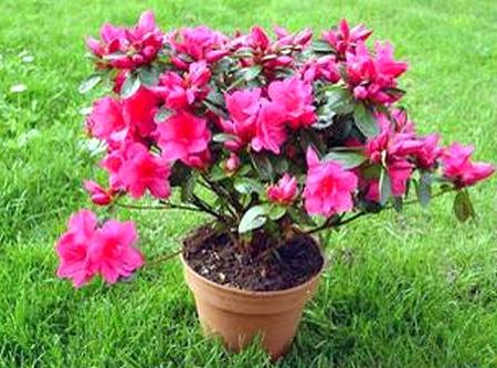 5 Tips Menanam Bunga Azalea agar Tumbuh Subur - Rumah Petani