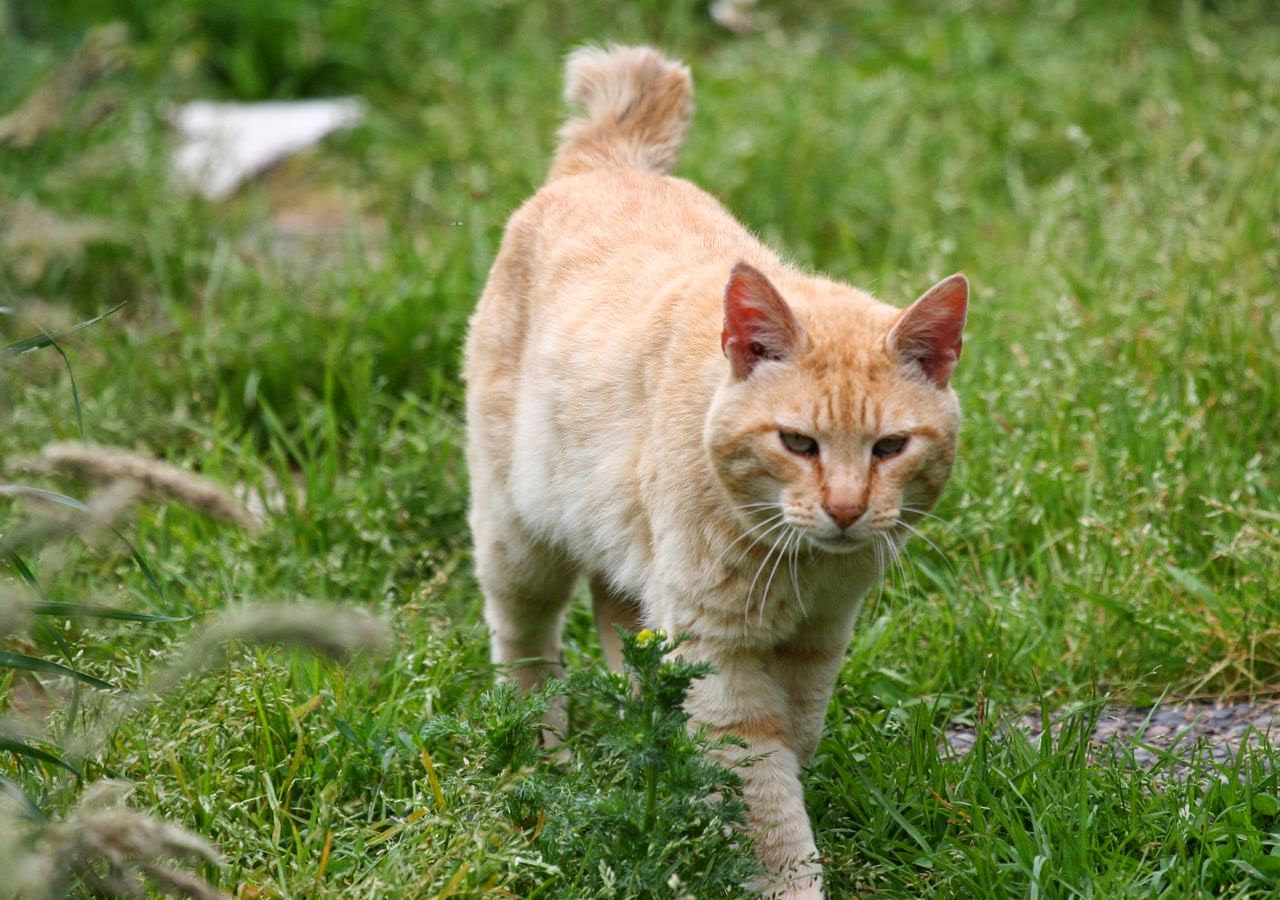 Orange Half-Tail Cat on the Move!