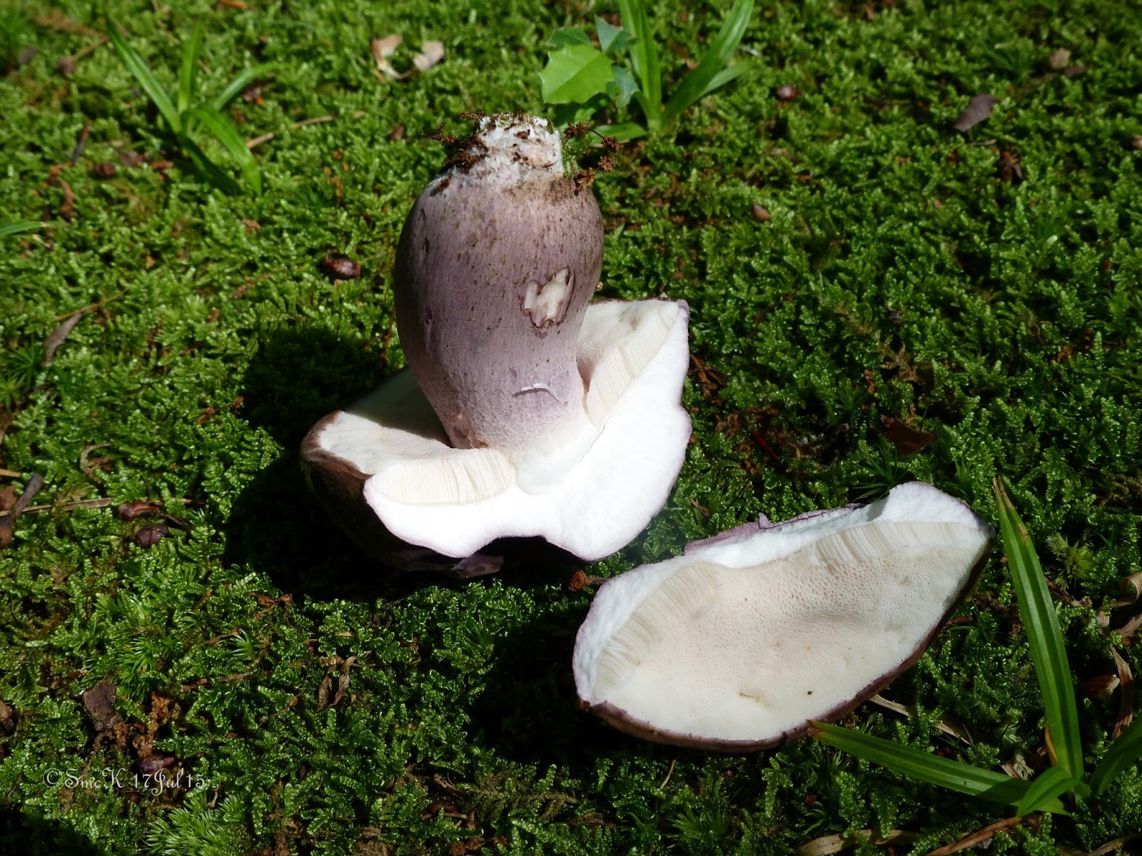 CapeBreton-NorvellHimself-SingleMalt: Black Velvet Bolete - Tylopilus ...
