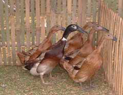 peternakan bebek magelang: JENIS BEBEK/ITIK