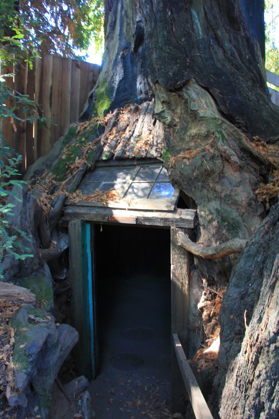 Travels with Twinkles: Avenue of the Giants - Part 2