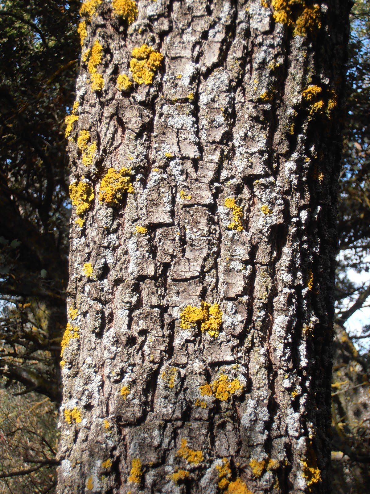 Entre plantas y bichos: Quercus faginea (quejigo)