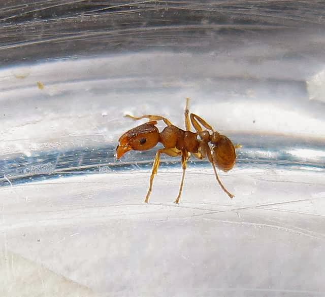 Photos and Info on Ants and Termites of Malaysia: Carebara