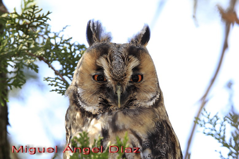Cuaderno de Campo: Búho chico (Asio otus)