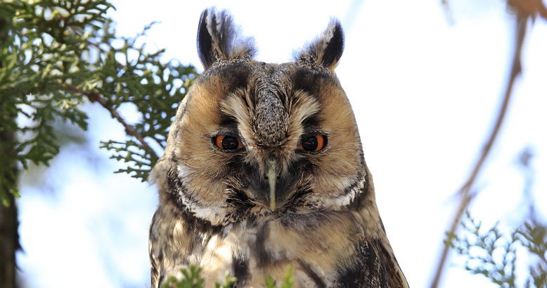 Cuaderno de Campo: Búho chico (Asio otus)