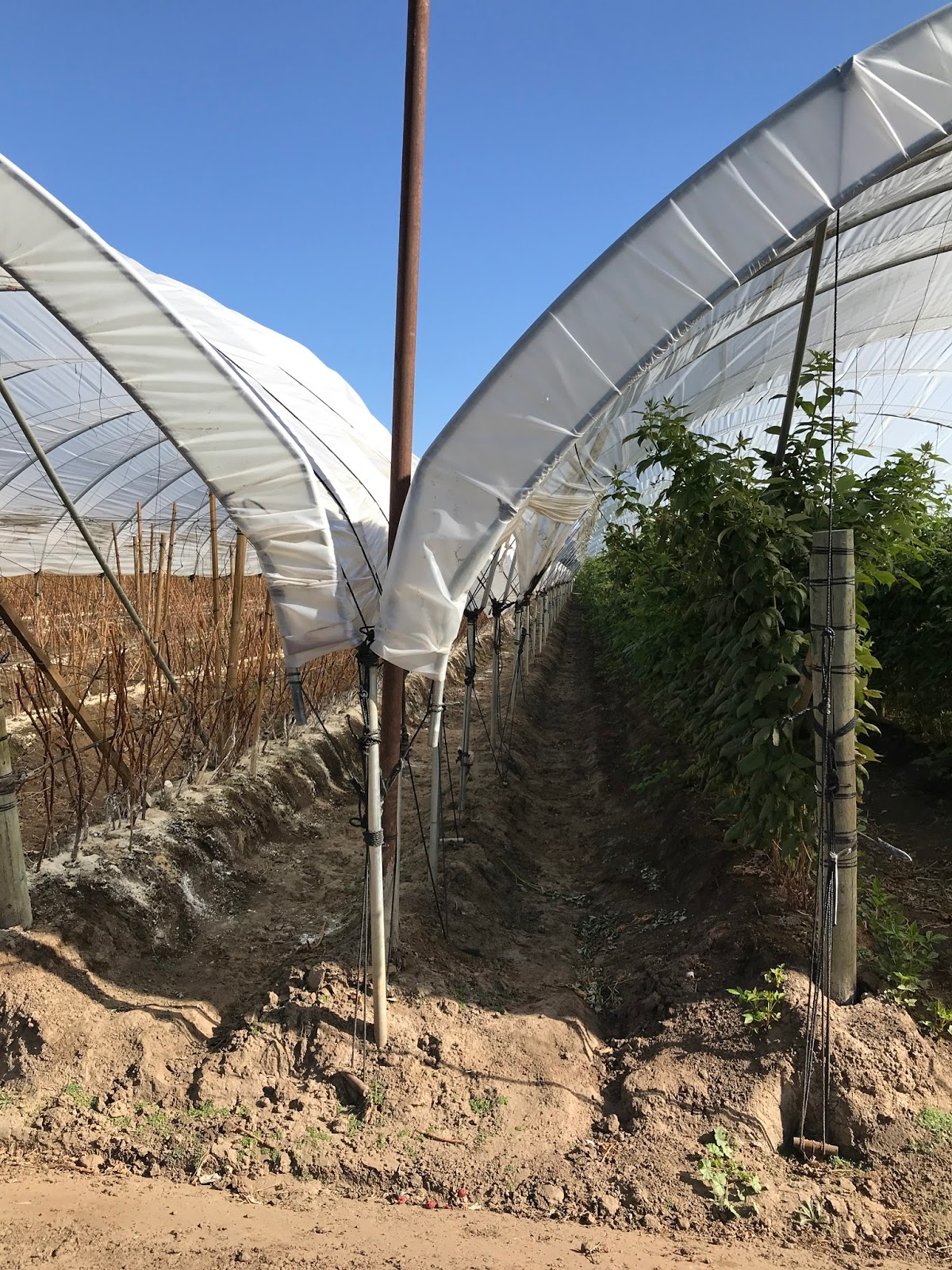 Team Rubus: California Caneberry Production