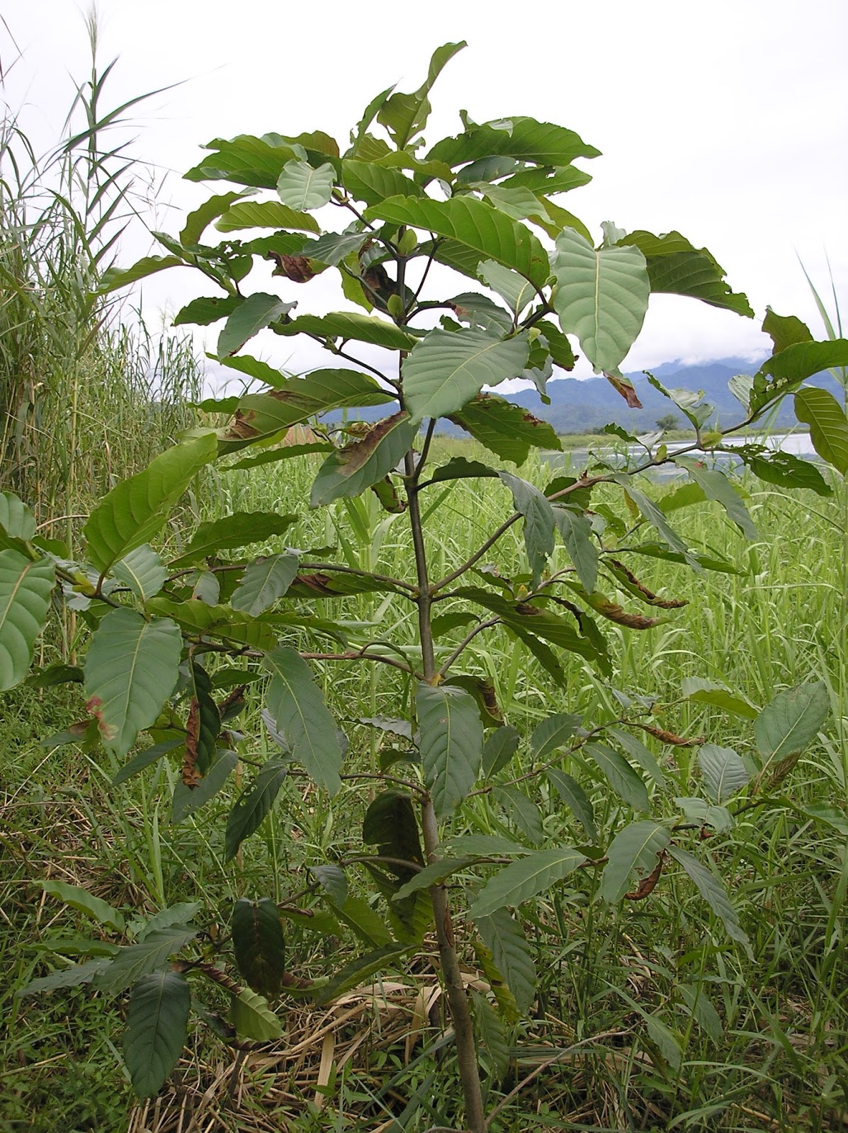 Lake Mainit of the Philippines: 2007.08.26 Monitoring the 2006 Bangkal ...