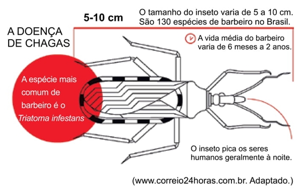 SANTA CASA 2019: A figura apresenta algumas características do barbeiro ...
