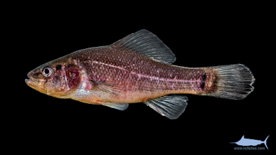 Virginia Tech Ichthyology Class : Questions about Pirate Perch ...