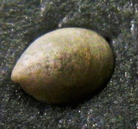 CLASE MONOPLACOPHORA