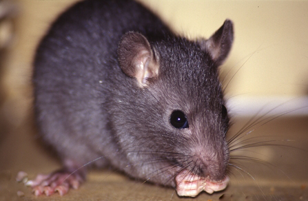 ComentNEWS: SALVANDO RATOS