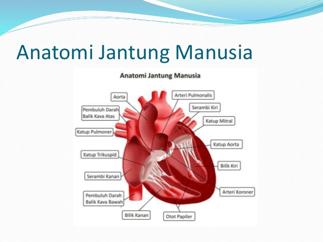 Anatomi Jantung Manusia - Mengenal Anatomi Jantung bagi Pemula | ENYNURSE