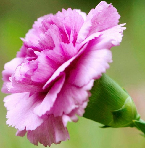 Flowers: Dianthus caryophyllus (carnation)