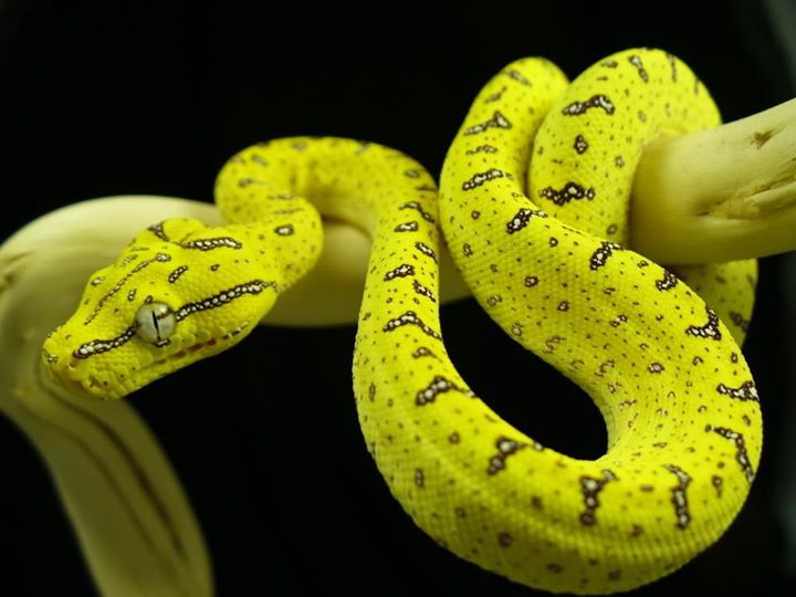 Biologia-Vida: Píton-verde-arborícola: uma serpente super colorida ...