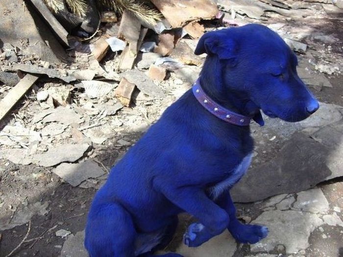 Zona catastrófica: El perro azul