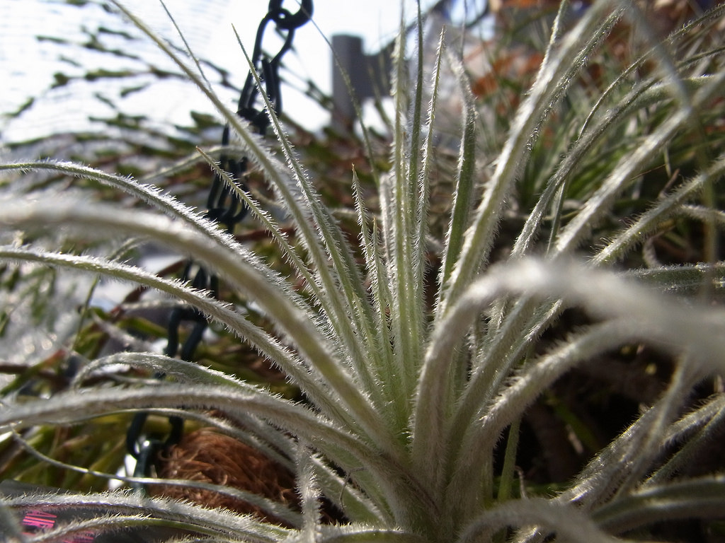 Tillandsia tectorum care and culture | Travaldo's blog