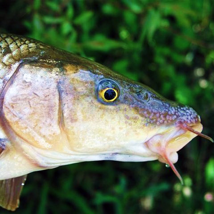 Te Gusta Pescar Más ¿Carpas o Barbos?