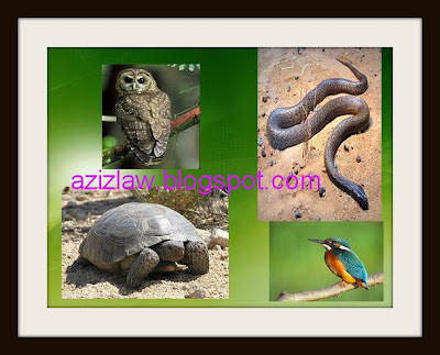 EDU-kasi: Pemanduan Berhemat? Manusia v. Haiwan