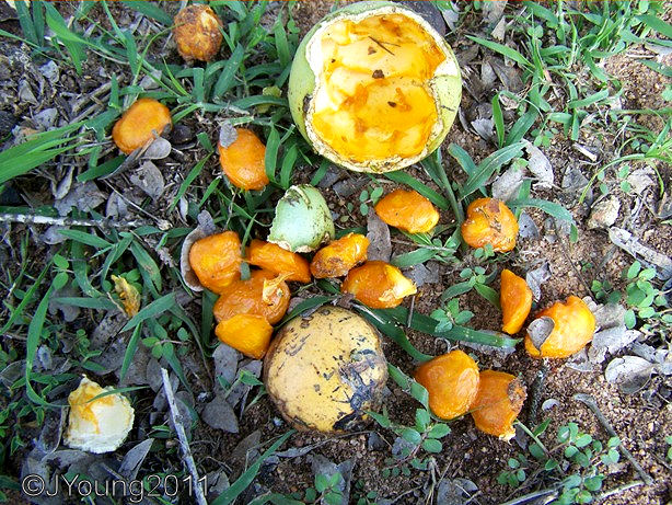 Natures World of Wonder: Black Monkey Orange (Strychnos madagascariensis)