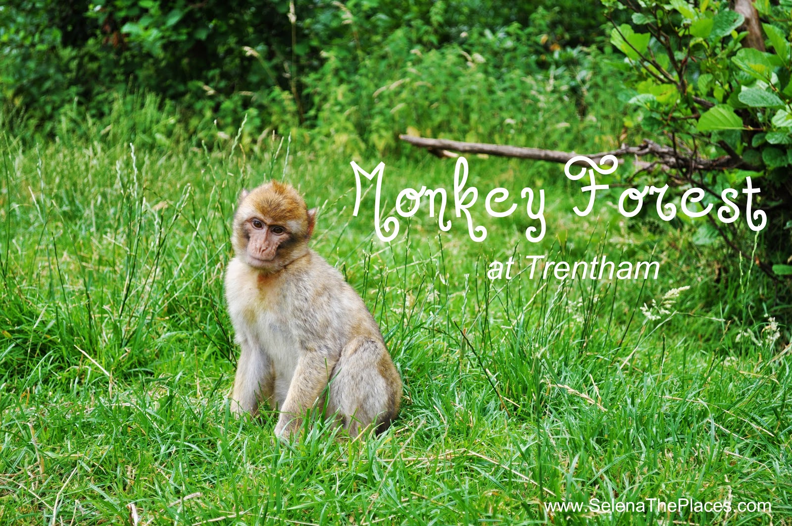 Oh, the places we will go!: Monkey Forest