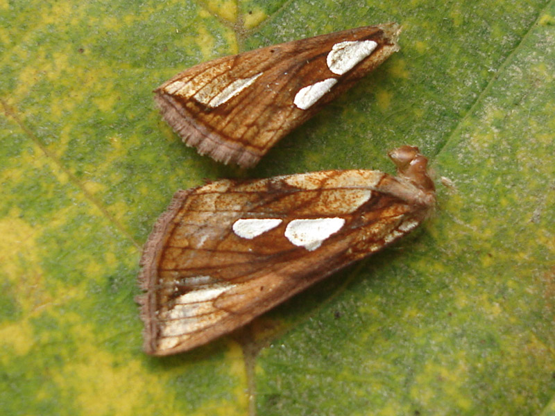 MERSEA WILDLIFE: TANNED ADDER