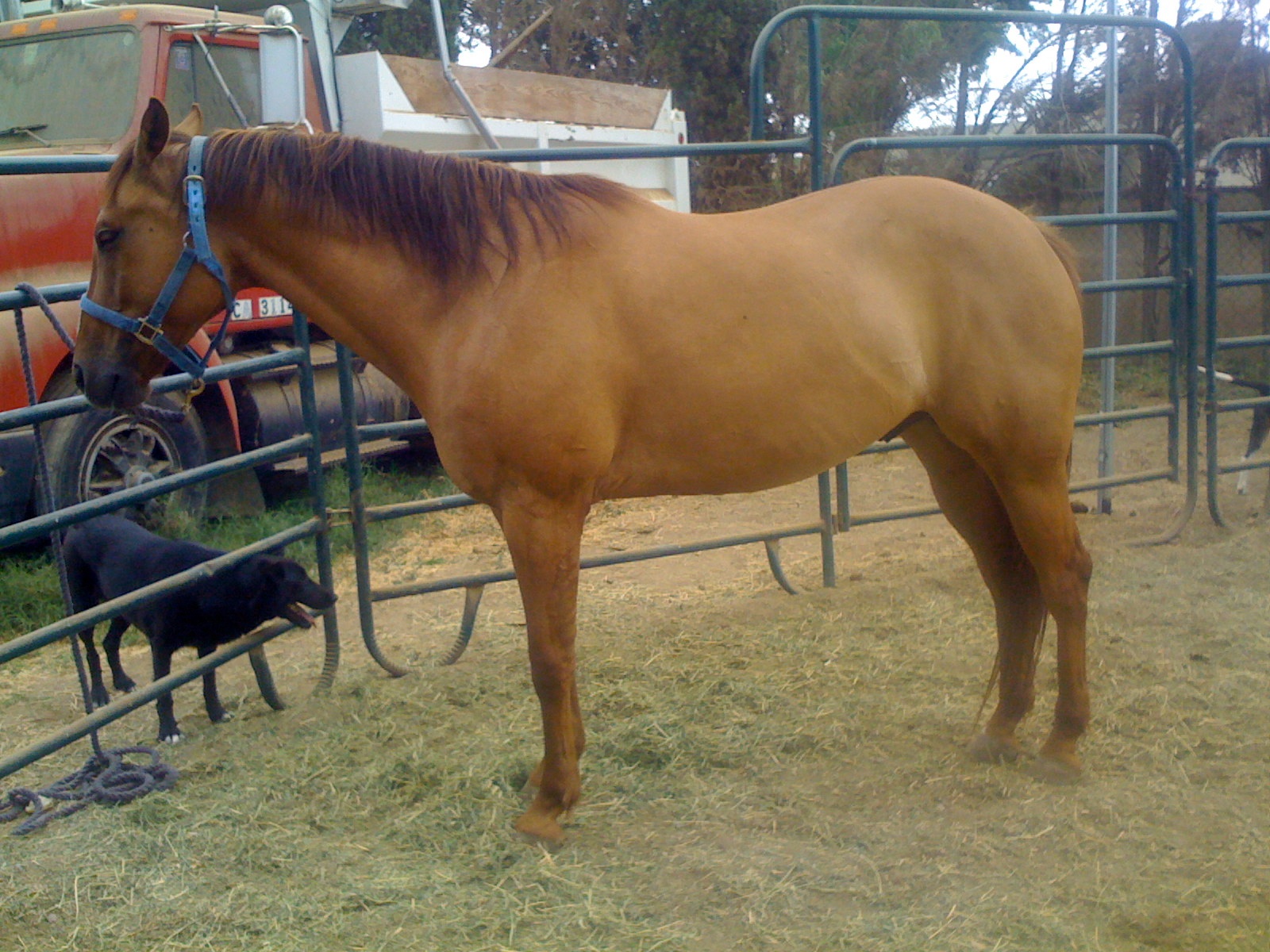 Sugar Land Pet Hospital - Equine: Appropriate weight in horses