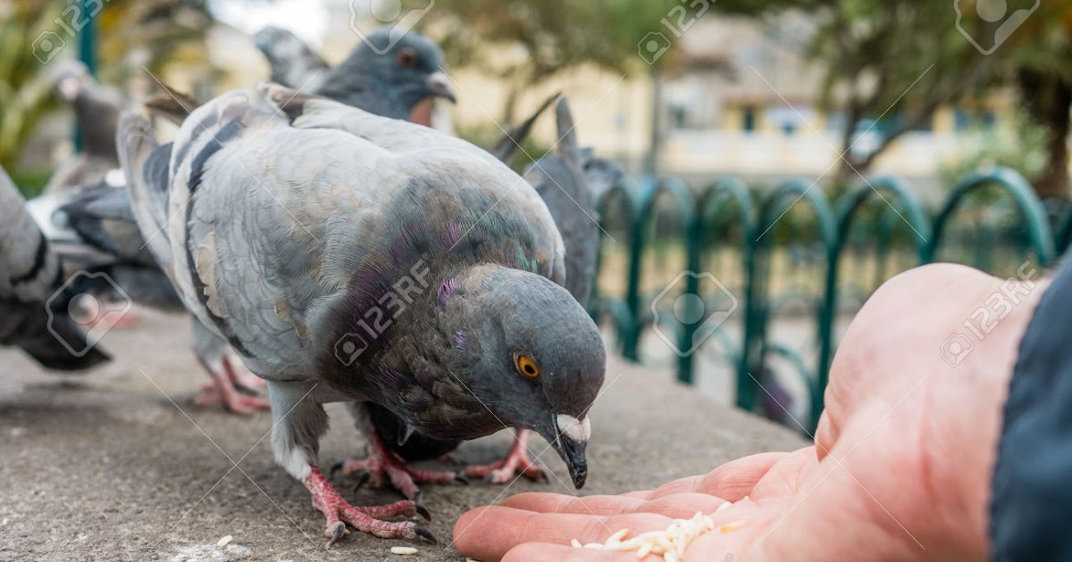 Prohibido dar de comer a las palomas