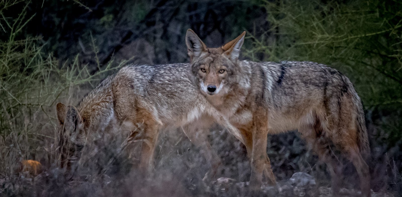 Feather Tailed Stories: Coyote Pair (non-bird story)