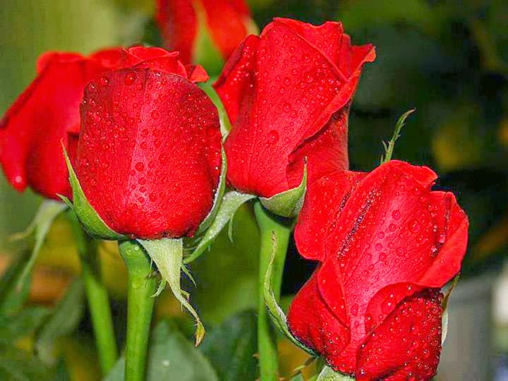 Amar Vivir Sentir y Sonreír ღ Blog: Hermosas rosas! las mas hermosas de ...