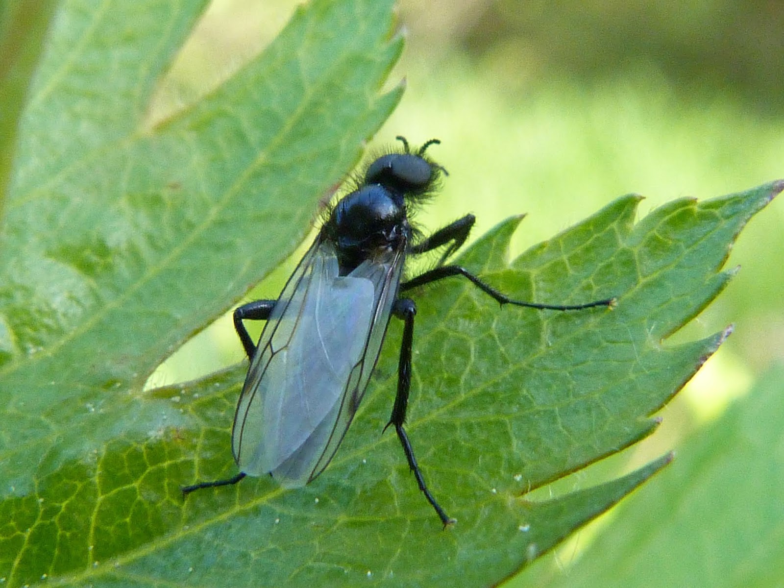 Insects of Scotland: Other Flies/Picture-wing Flies