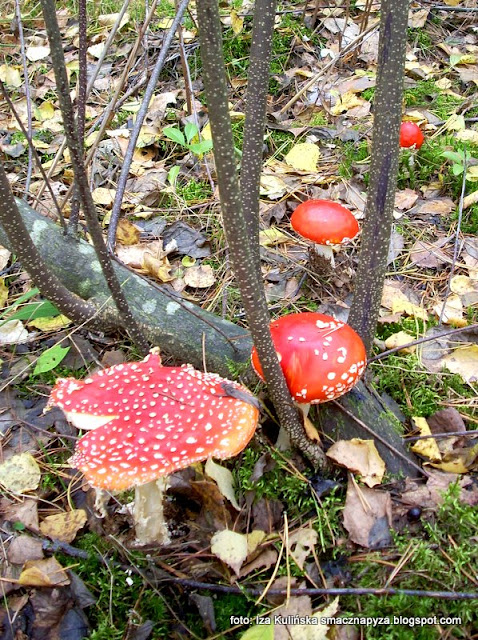 Grzyby gatunkami: Muchomor czerwony | Smaczna Pyza