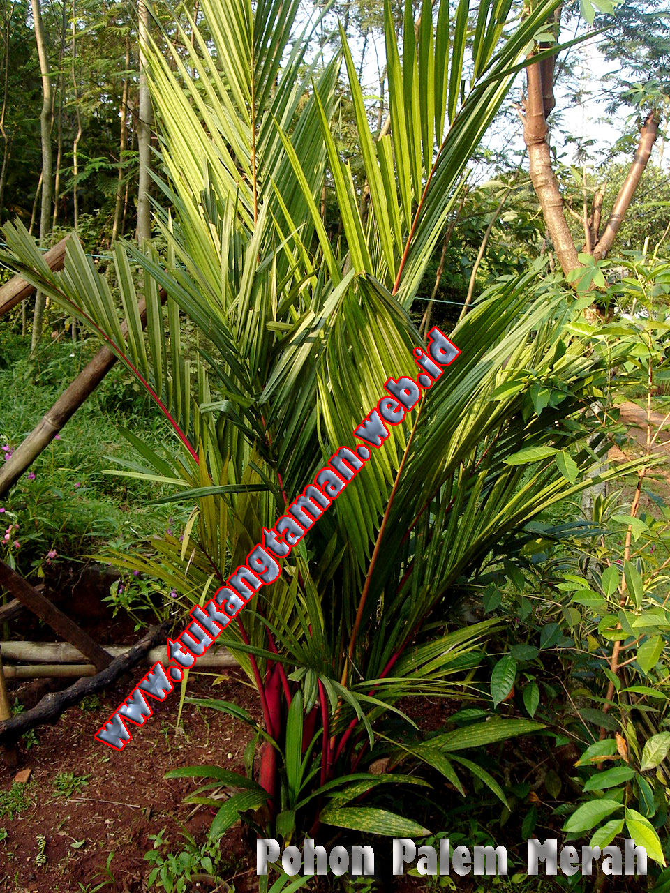 JUAL PALEM MERAH | PINANG MERAH MURAH ~ TUKANG TAMAN