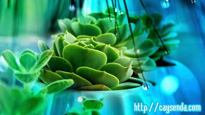 Sen đá đẹp: Cách trồng cây sen đá