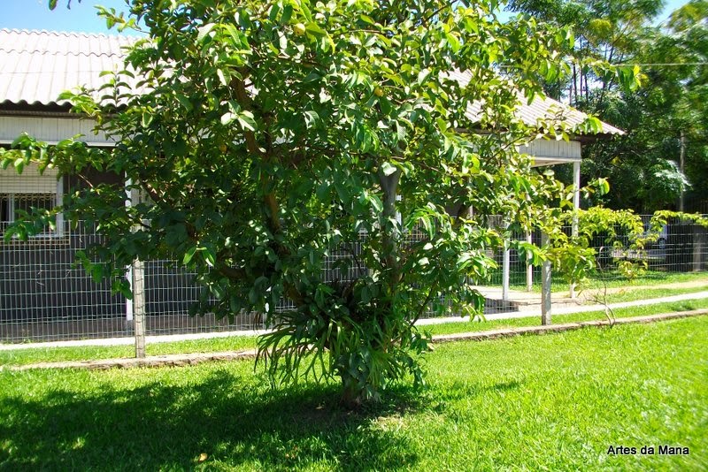 Goiaba - ARTES DA MANA