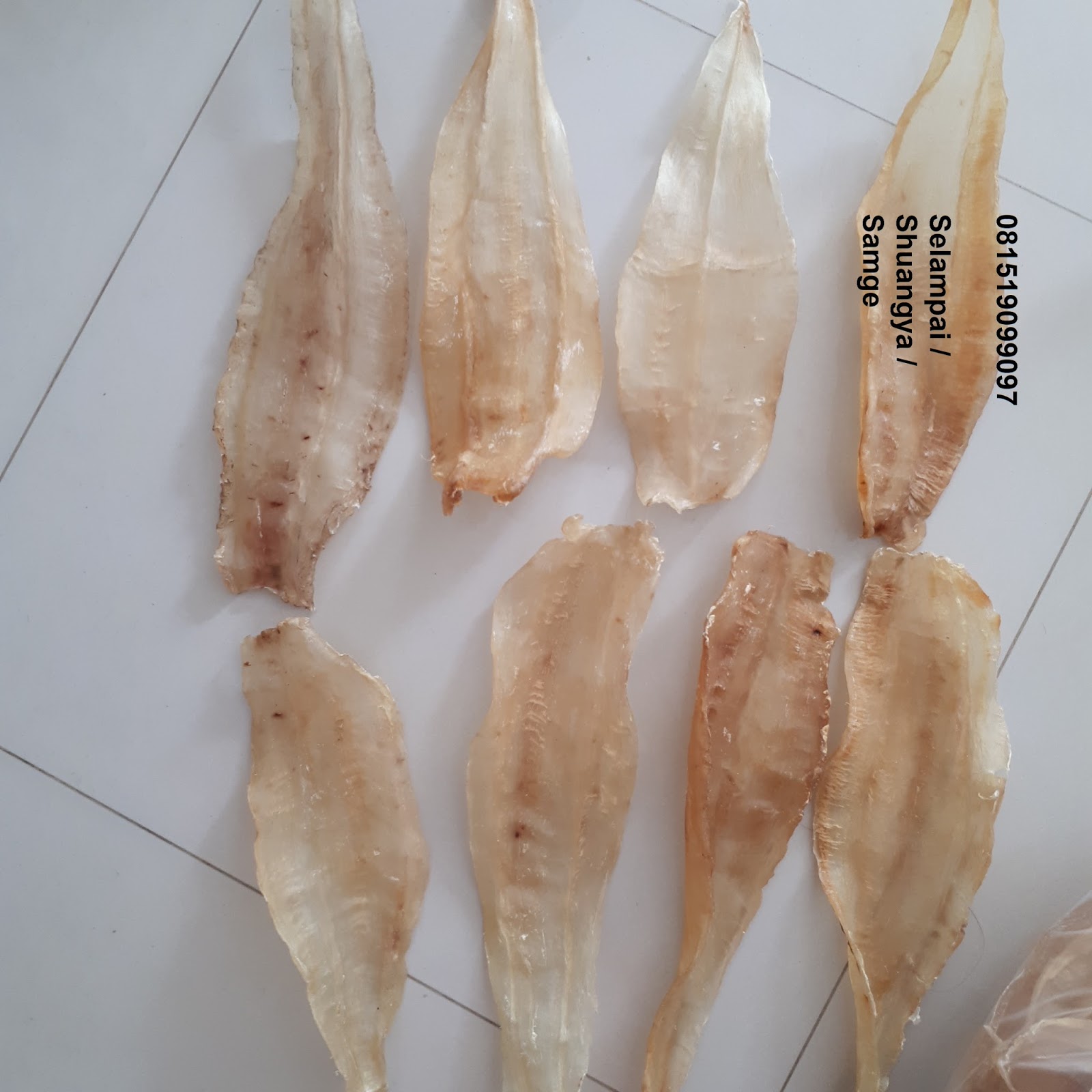 perut ikan fish maw fishmaw angkua kakap kurau kuro teripang