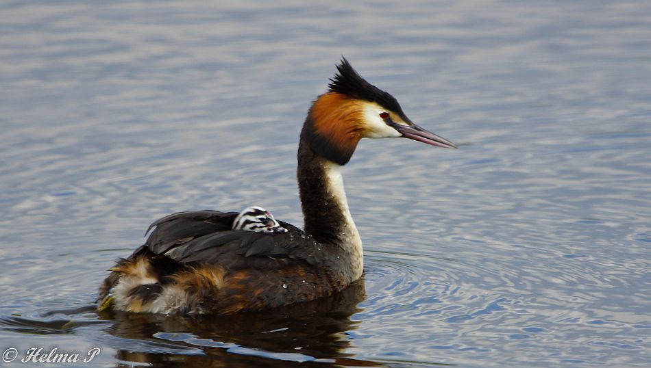 Helma's natuurfoto's: Pril geluk...............