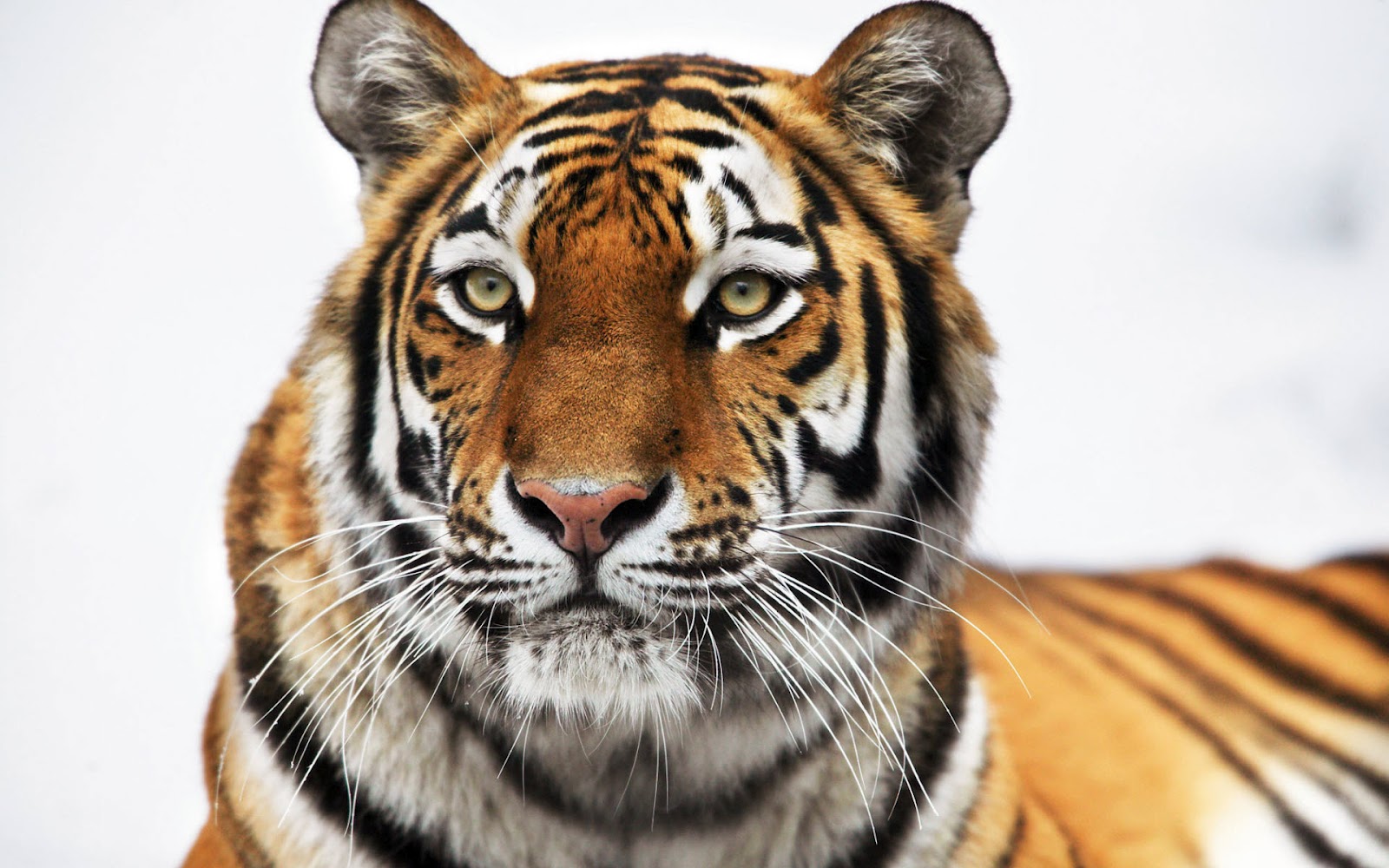 O Livro da Natureza: Tigre
