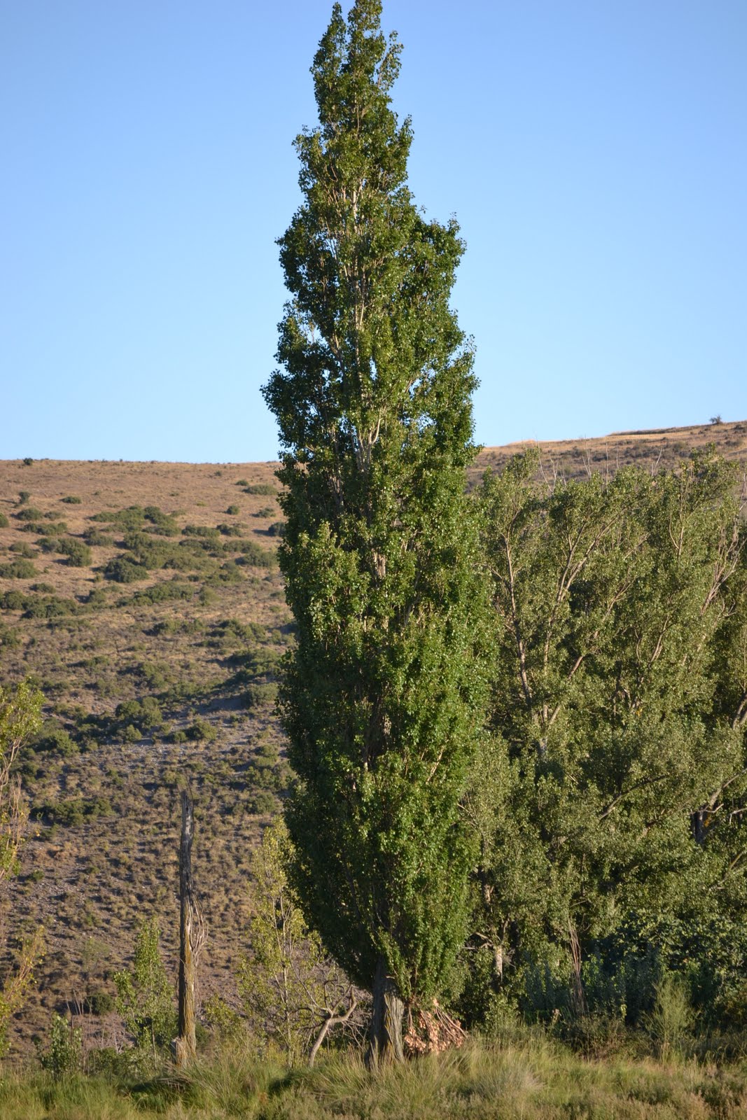 BIOMONCAYO: Cupressus sempervirens (Ciprés)