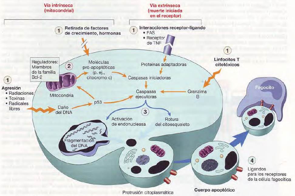 PATOLOGÍA GENERAL Y ESPECIAL: ADAPTACIONES CELULARES, LESIÓN CELULAR Y ...