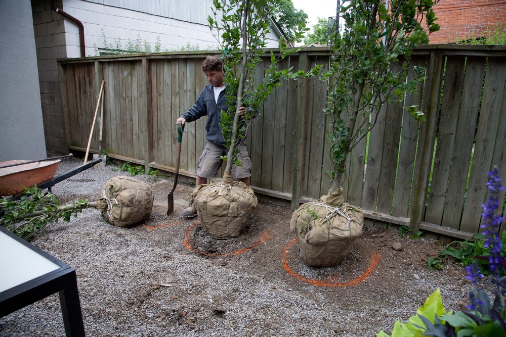 DUPONT PROJECT: Trees Arrive!